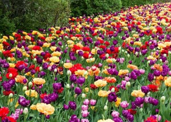 Bulb fertilizer essentials 💡 🌱 Unlock the full potential of your ...