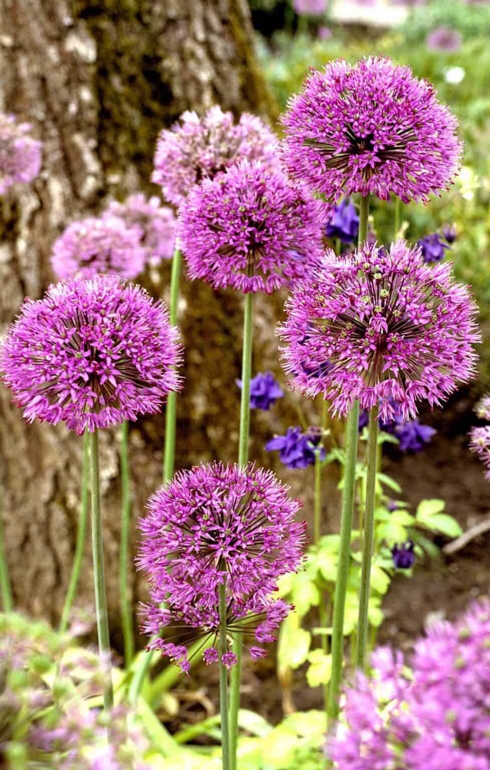 Giant allium beauty 🌱🌐 Uncover the secrets to growing these stunning ...