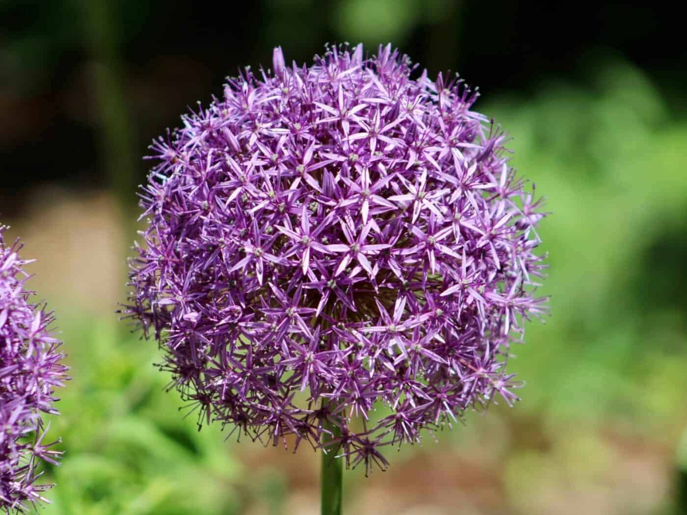 Giant allium beauty 🌱🌐 Uncover the secrets to growing these stunning ...