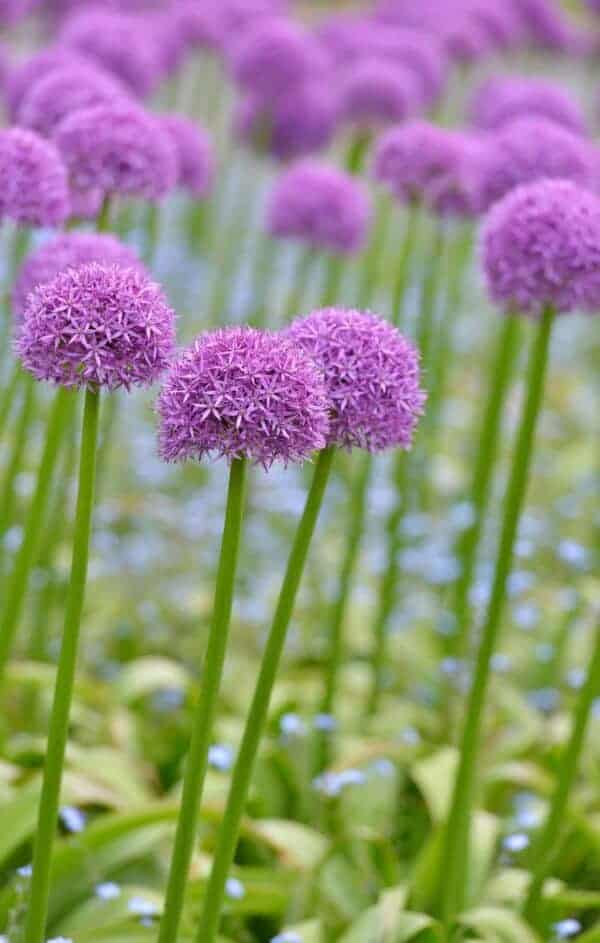 Giant allium beauty 🌱🌐 Uncover the secrets to growing these stunning ...