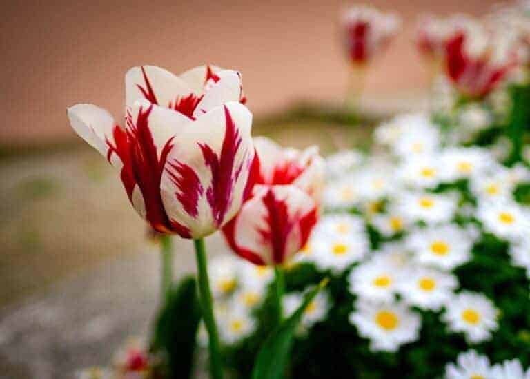 21 tulip varieties 🌷 💡 Uncover the stunning diversity of this beloved ...
