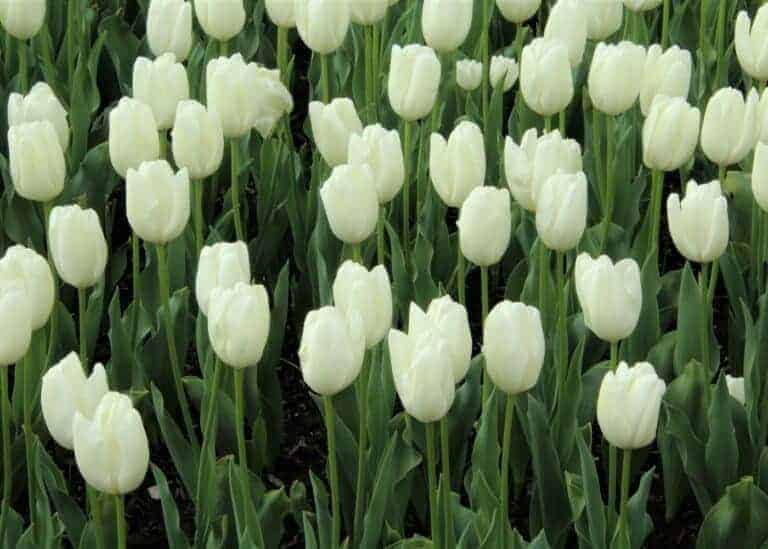 22 white tulips 🤍 🌷 BEST varieties for gardens and bouquets!