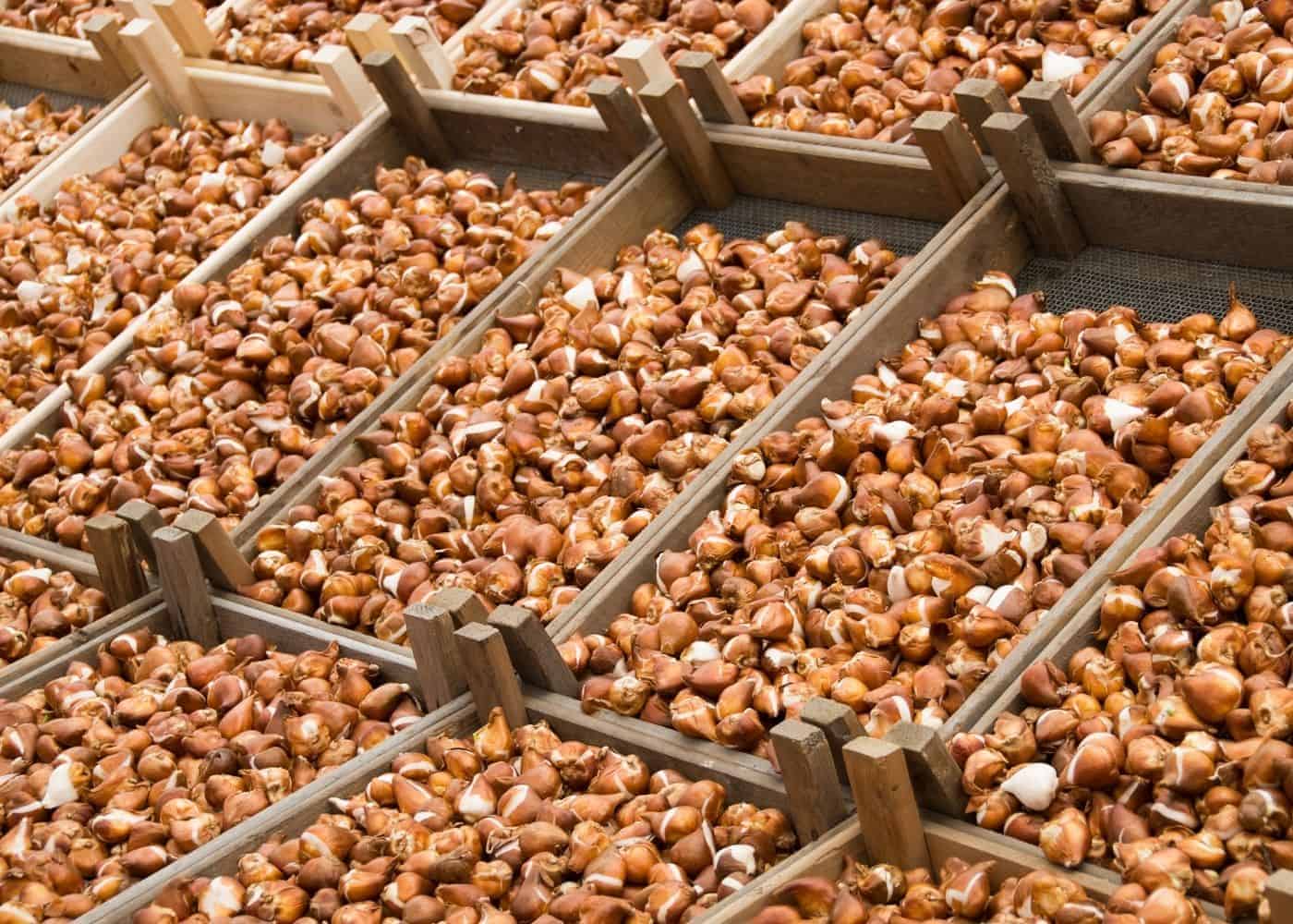 How to store tulip bulbs