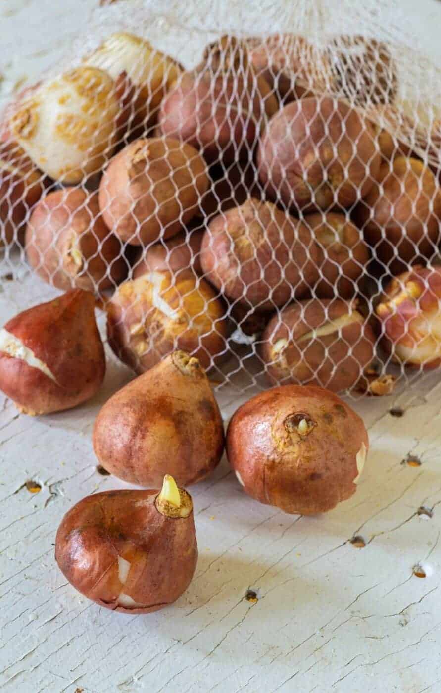 How to store tulip bulbs 💡 🌷 Ensure their vitality for the next ...