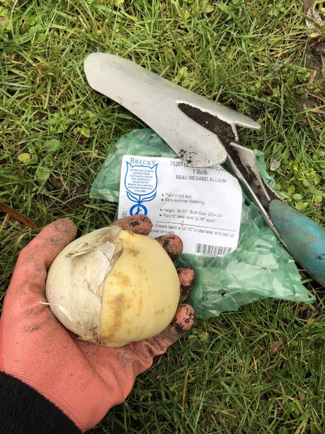 Giant allium beauty 🌱🌐 Uncover the secrets to growing these stunning ...