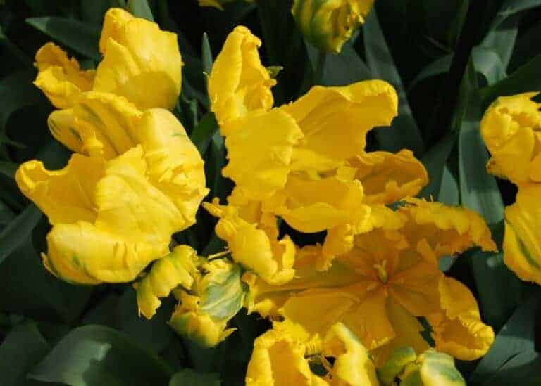 25 yellow tulips 💛 🌷 Add a burst of sunshine to your garden!