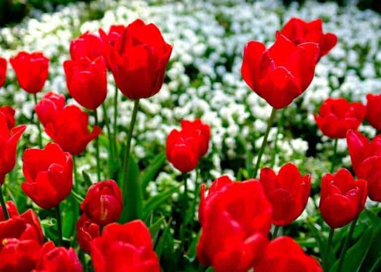 30 red tulips ️ ???? BEST varieties for gardens and bouquets!