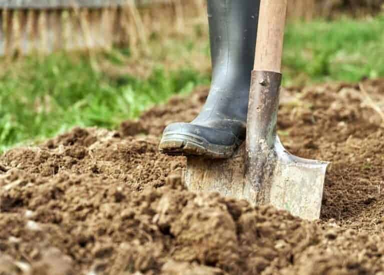 How to store tulip bulbs 💡 🌷 Ensure their vitality for the next ...