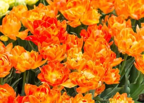 21 tulip varieties 🌷 💡 Uncover the stunning diversity of this beloved ...