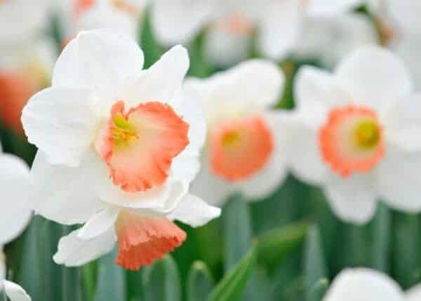 15+ pink daffodils 🌸 🌼 Discover the beauty and uniqueness of these ...