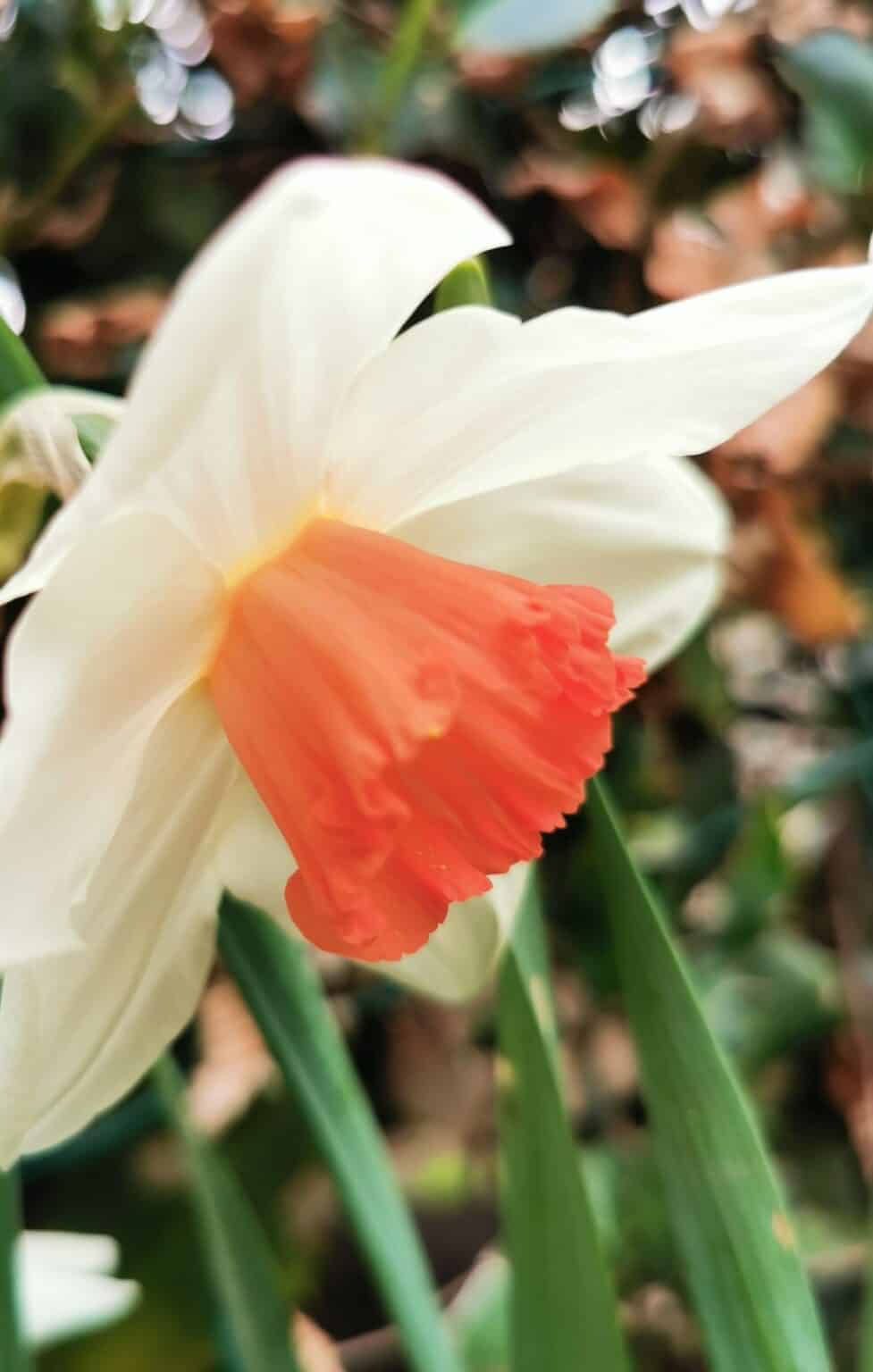 15+ pink daffodils 🌸 🌼 Discover the beauty and uniqueness of these ...