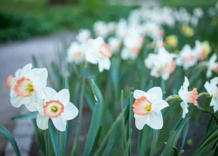 15+ pink daffodils 🌸 🌼 Discover the beauty and uniqueness of these ...