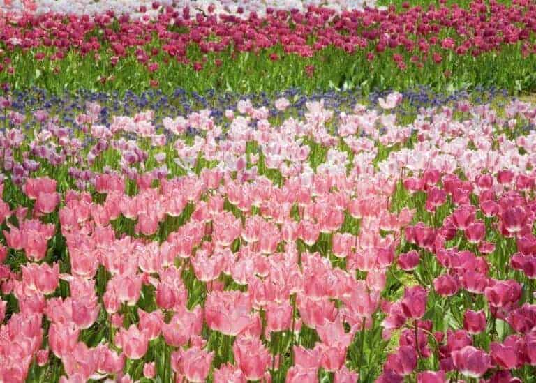 21 pink tulips 💖 🌷 BEST varieties for gardens and bouquets!