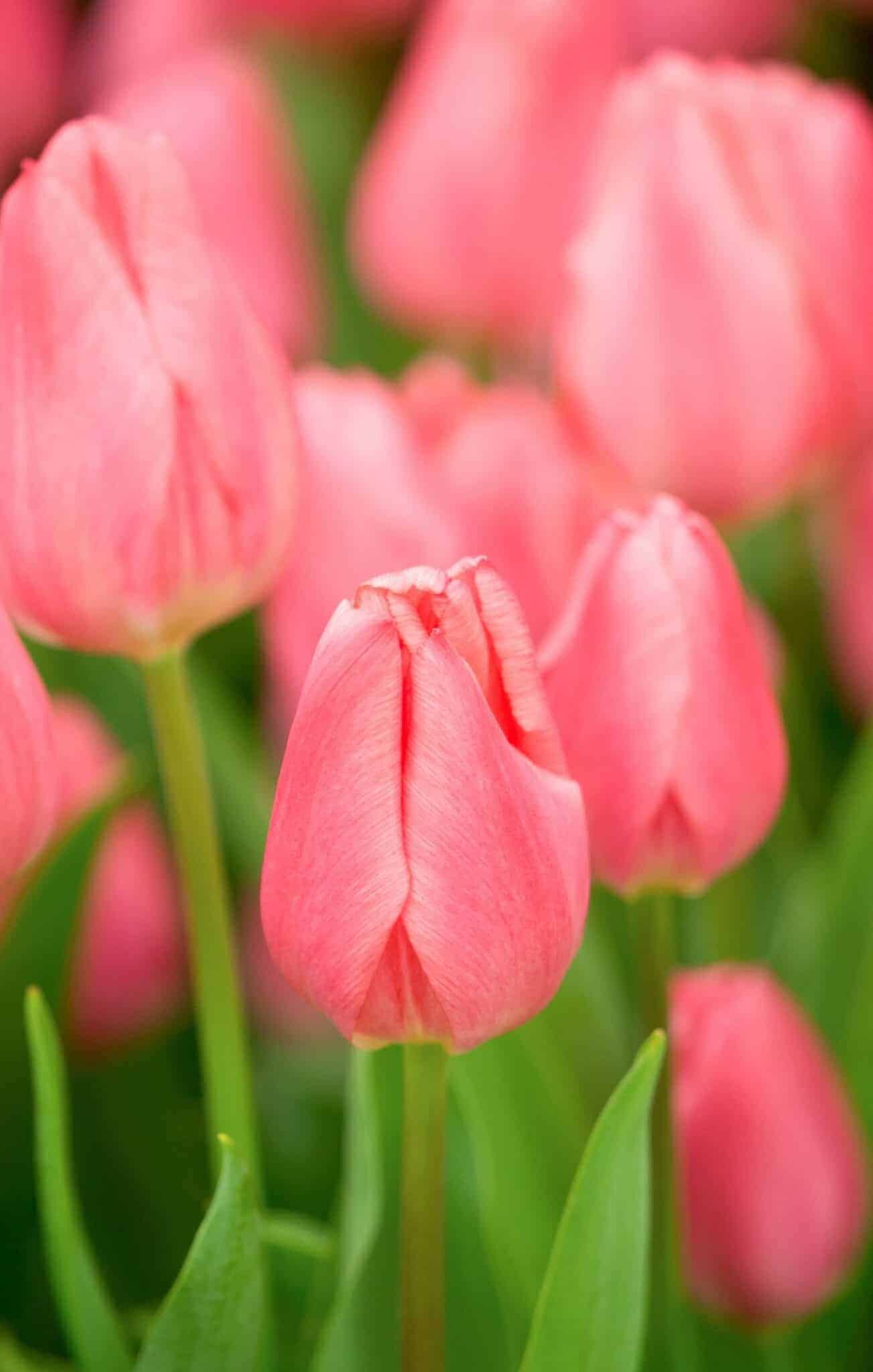 21 pink tulips 💖 🌷 BEST varieties for gardens and bouquets!