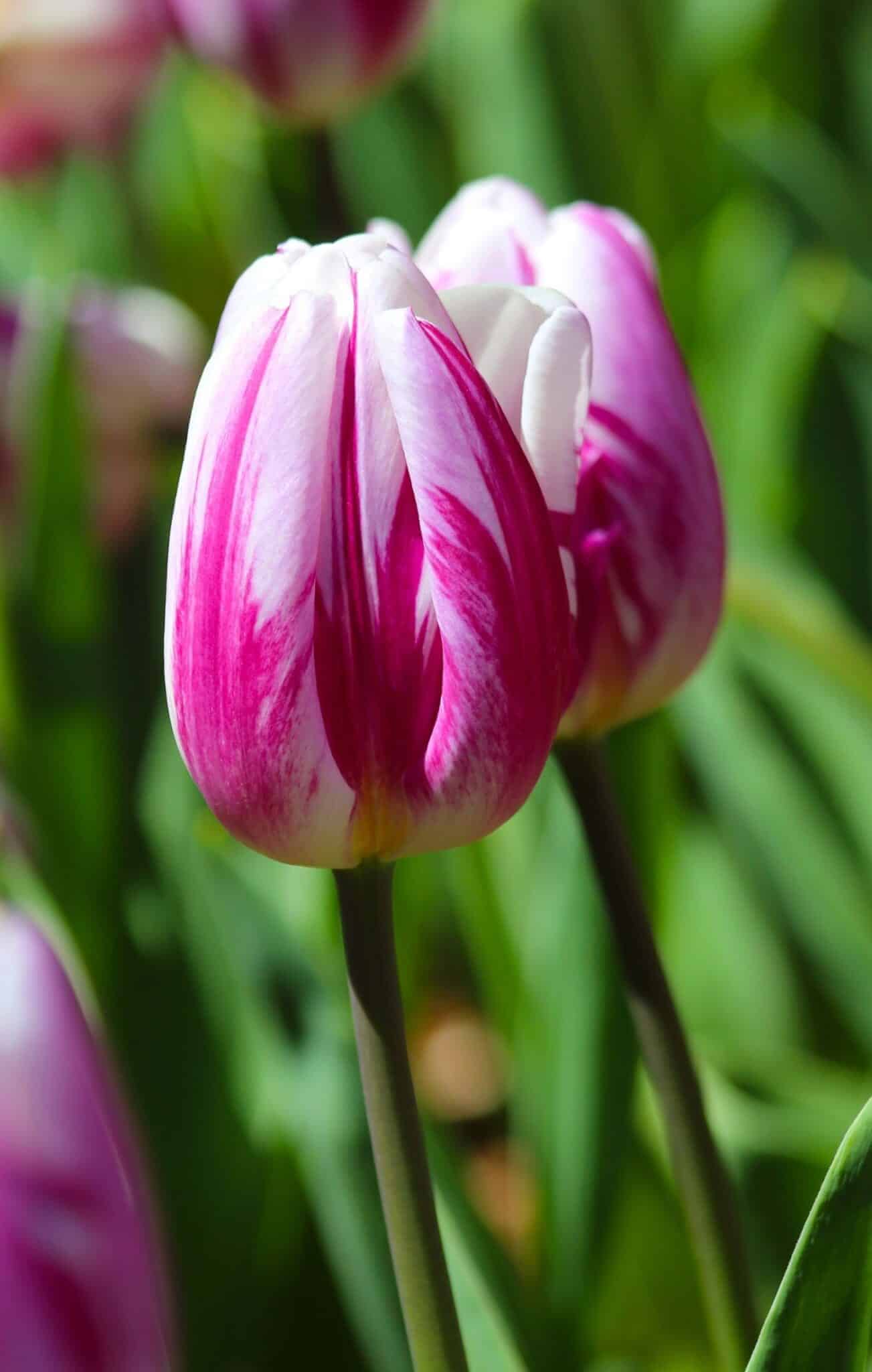 21 tulip varieties 🌷 💡 Uncover the stunning diversity of this beloved ...
