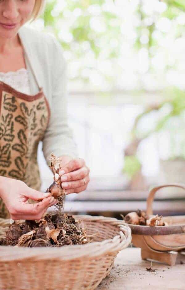 How to store tulip bulbs 💡 🌷 Ensure their vitality for the next ...