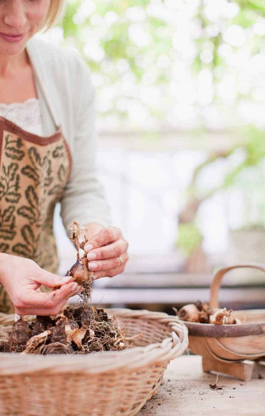 How to store tulip bulbs 💡 🌷 Ensure their vitality for the next ...