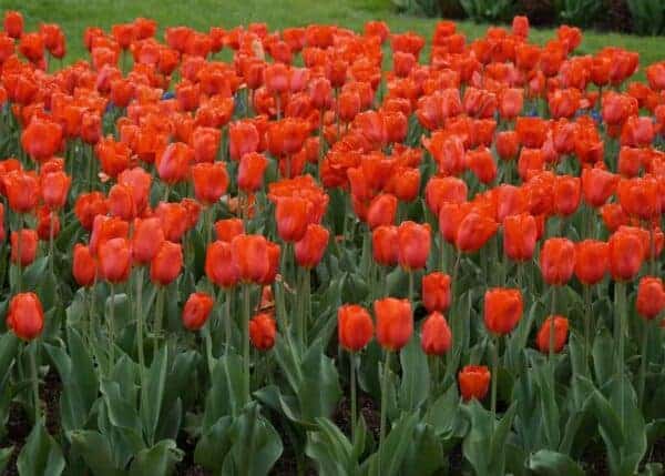 30 red tulips ️ ???? BEST varieties for gardens and bouquets!