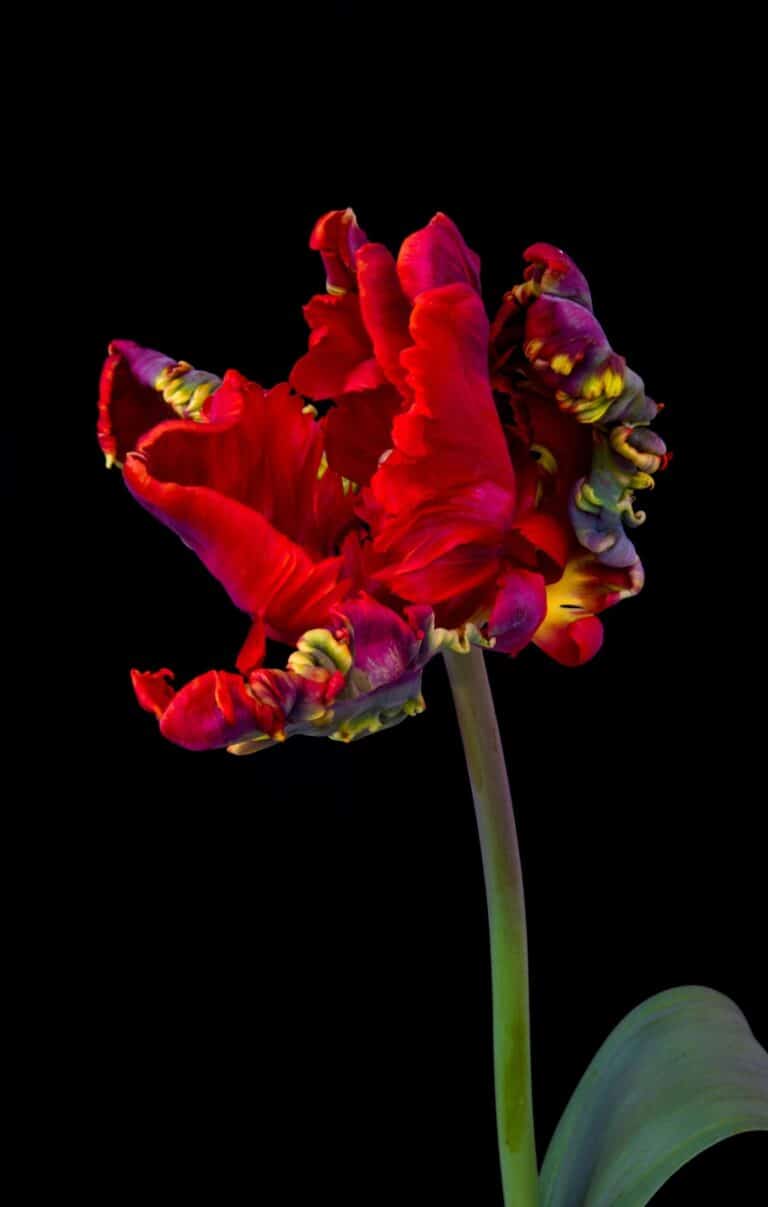 30 red tulips ️ ???? BEST varieties for gardens and bouquets!