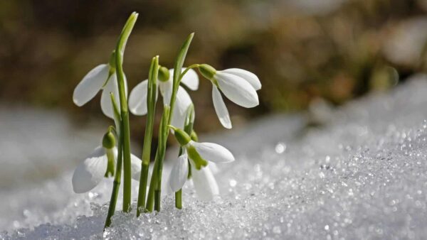 Snowdrops ️ 🌱 Unlock the secrets of cultivating these early spring ...
