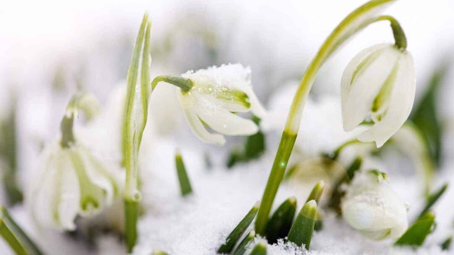 Snowdrops ️ 🌱 Unlock the secrets of cultivating these early spring ...