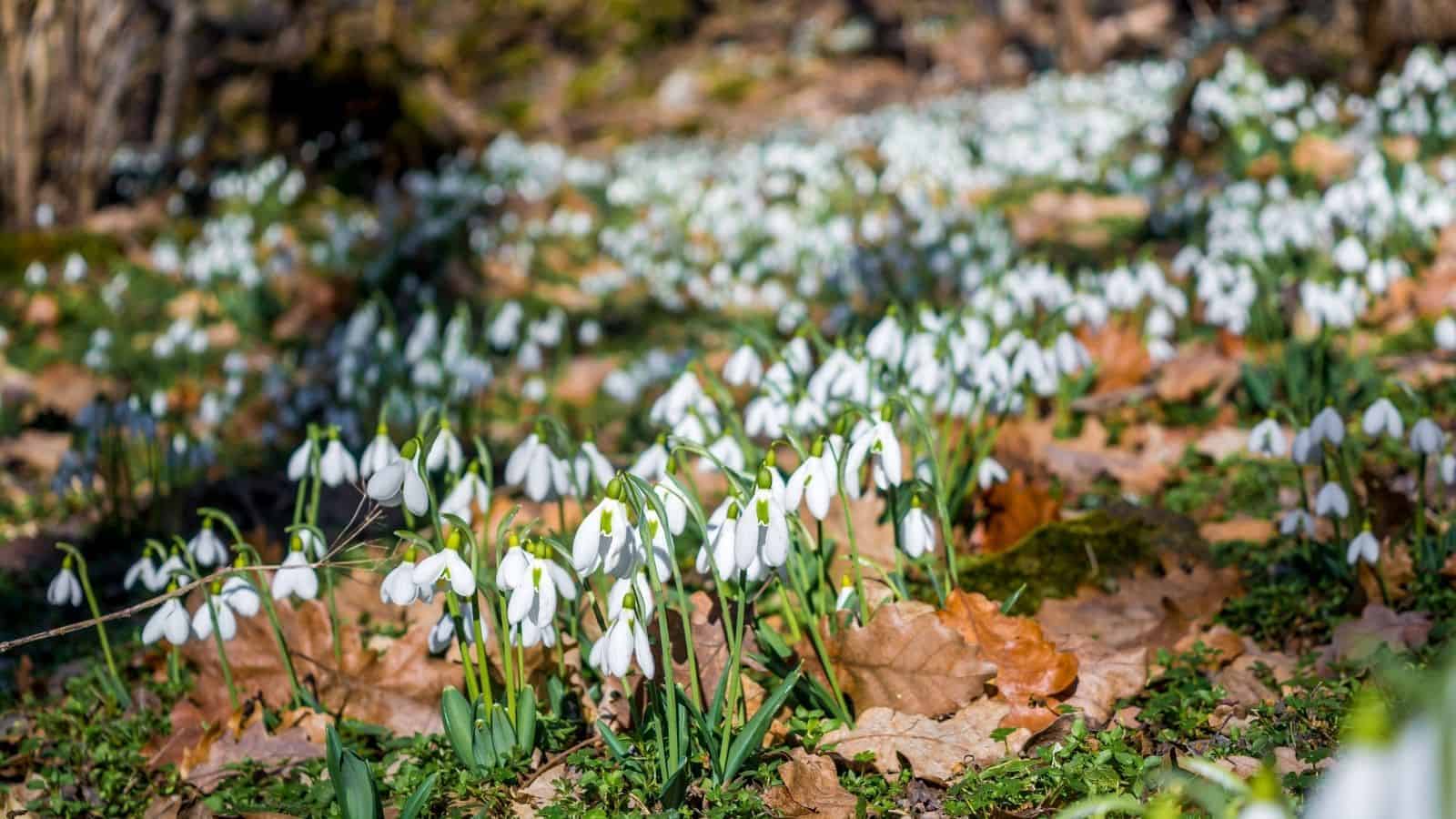Snowdrops ️ 🌱 Unlock the secrets of cultivating these early spring ...