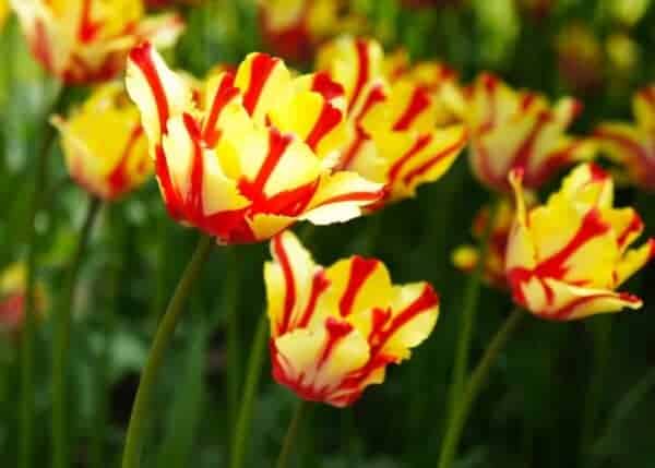 25 yellow tulips 💛 🌷 Add a burst of sunshine to your garden!