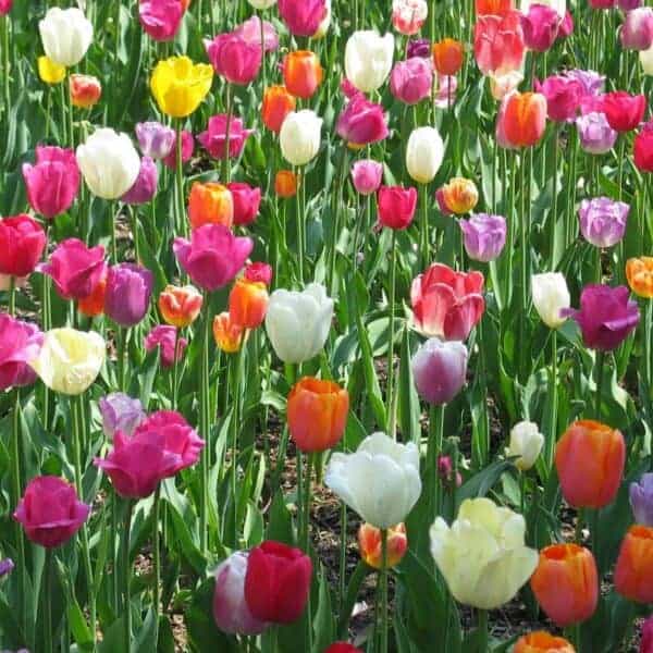 21 tulip varieties 🌷 💡 Uncover the stunning diversity of this beloved ...