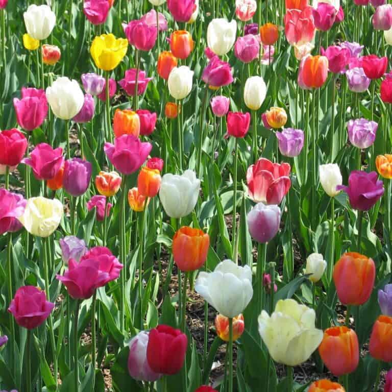 21 tulip varieties 🌷 💡 Uncover the stunning diversity of this beloved ...