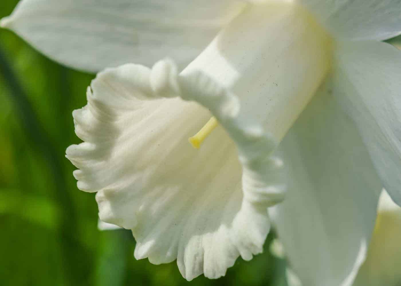 10 white daffodils 🌼 🌨 Explore the purity and elegance of these ...