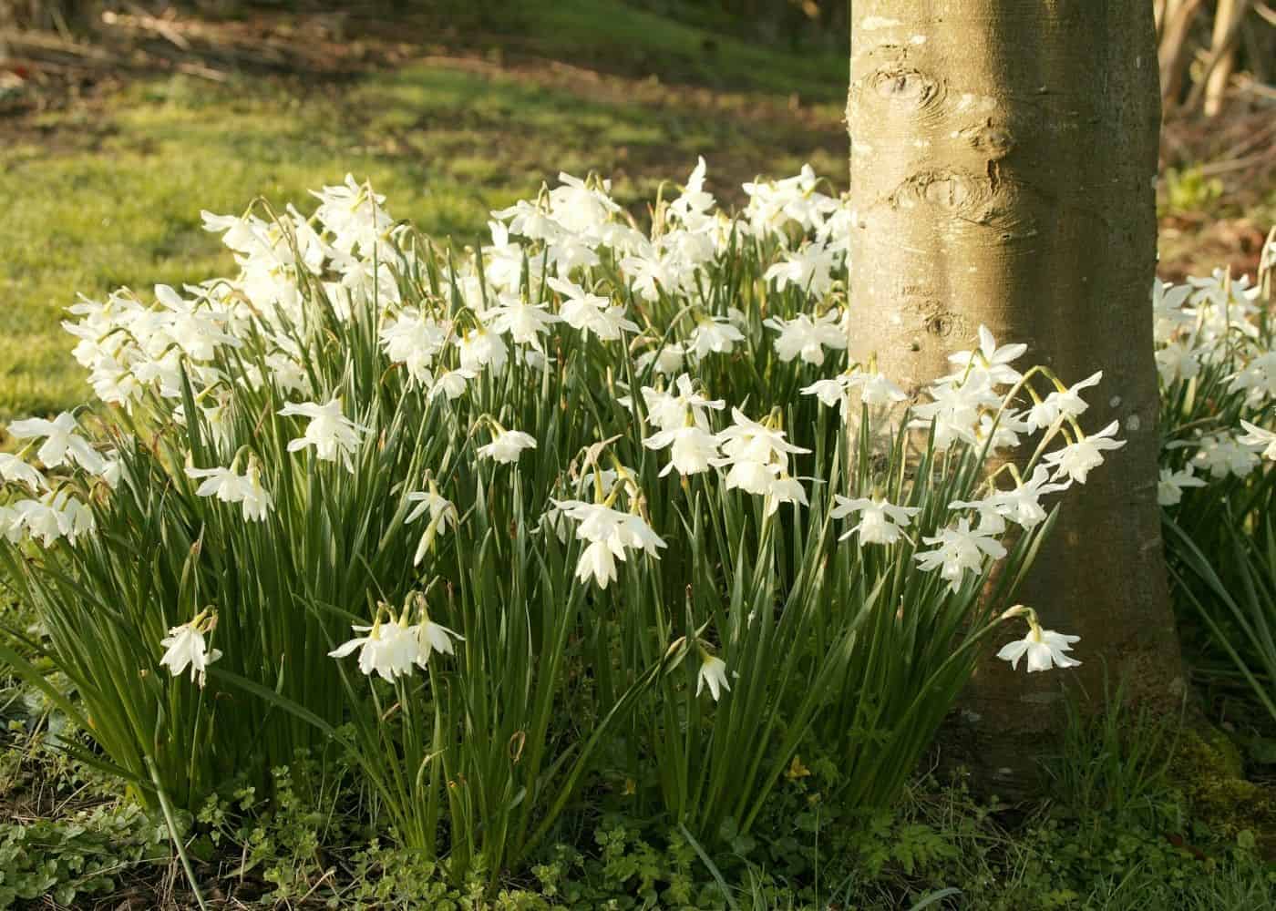10 white daffodils 🌼 🌨 Explore the purity and elegance of these ...