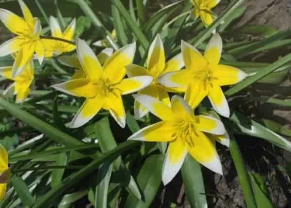 25 yellow tulips 💛 🌷 Add a burst of sunshine to your garden!