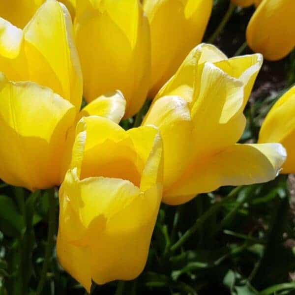 25 yellow tulips 💛 🌷 Add a burst of sunshine to your garden!