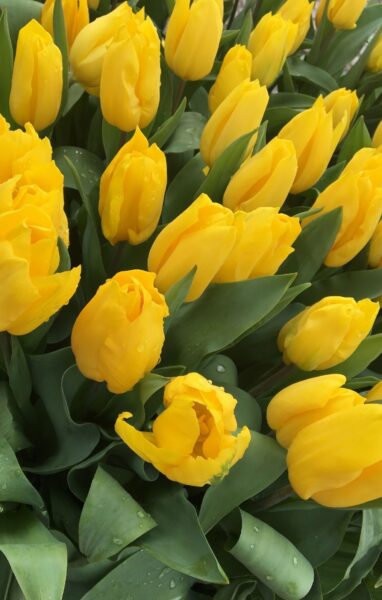 25 yellow tulips 💛 🌷 Add a burst of sunshine to your garden!