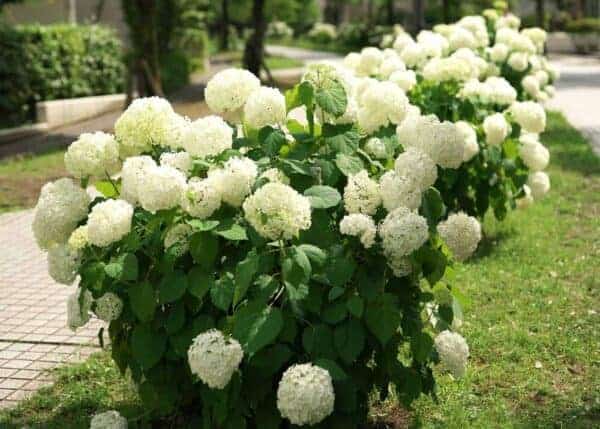 Annabelle hydrangea 🤍 🍃 Discover how to nurture this stunning ...