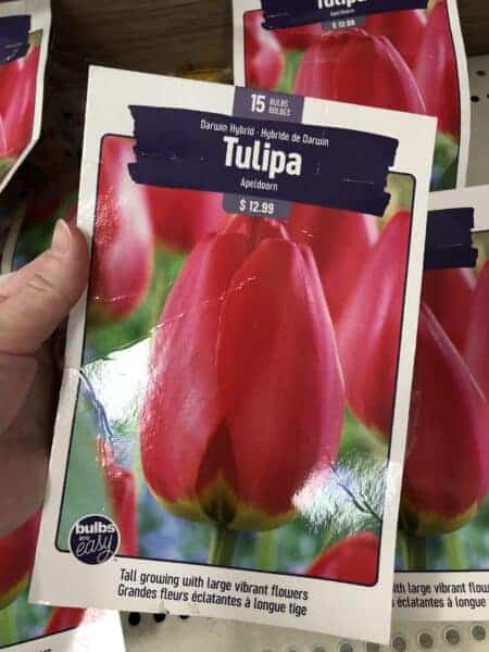16 types of tulips 🌷 🌈 Classification and different categories to consider