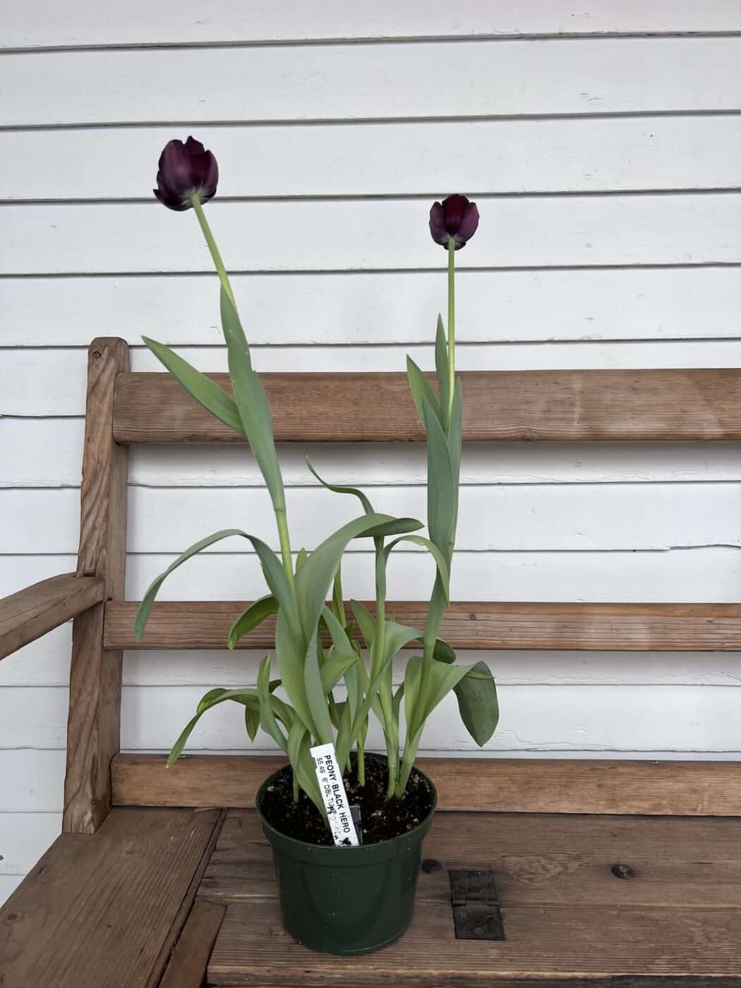 8 black tulips 🖤 🌷 BEST varieties for gardens and bouquets!