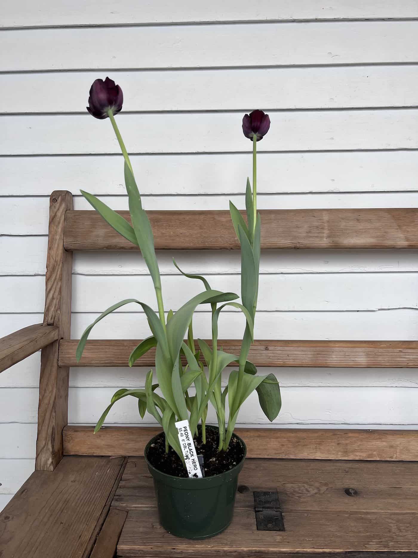 8 black tulips 🖤 🌷 BEST varieties for gardens and bouquets!