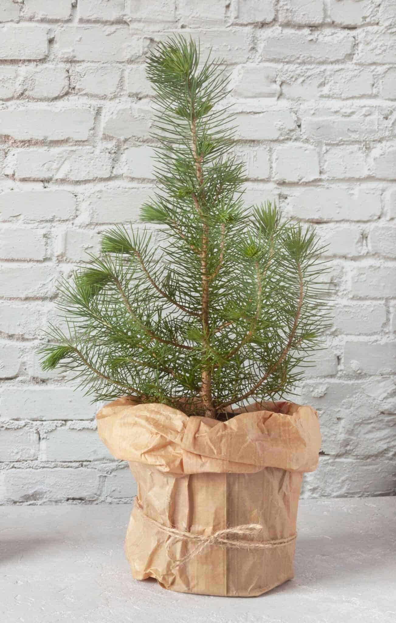 Mini Christmas tree magic 🎄 Bring festive cheer to any small space!