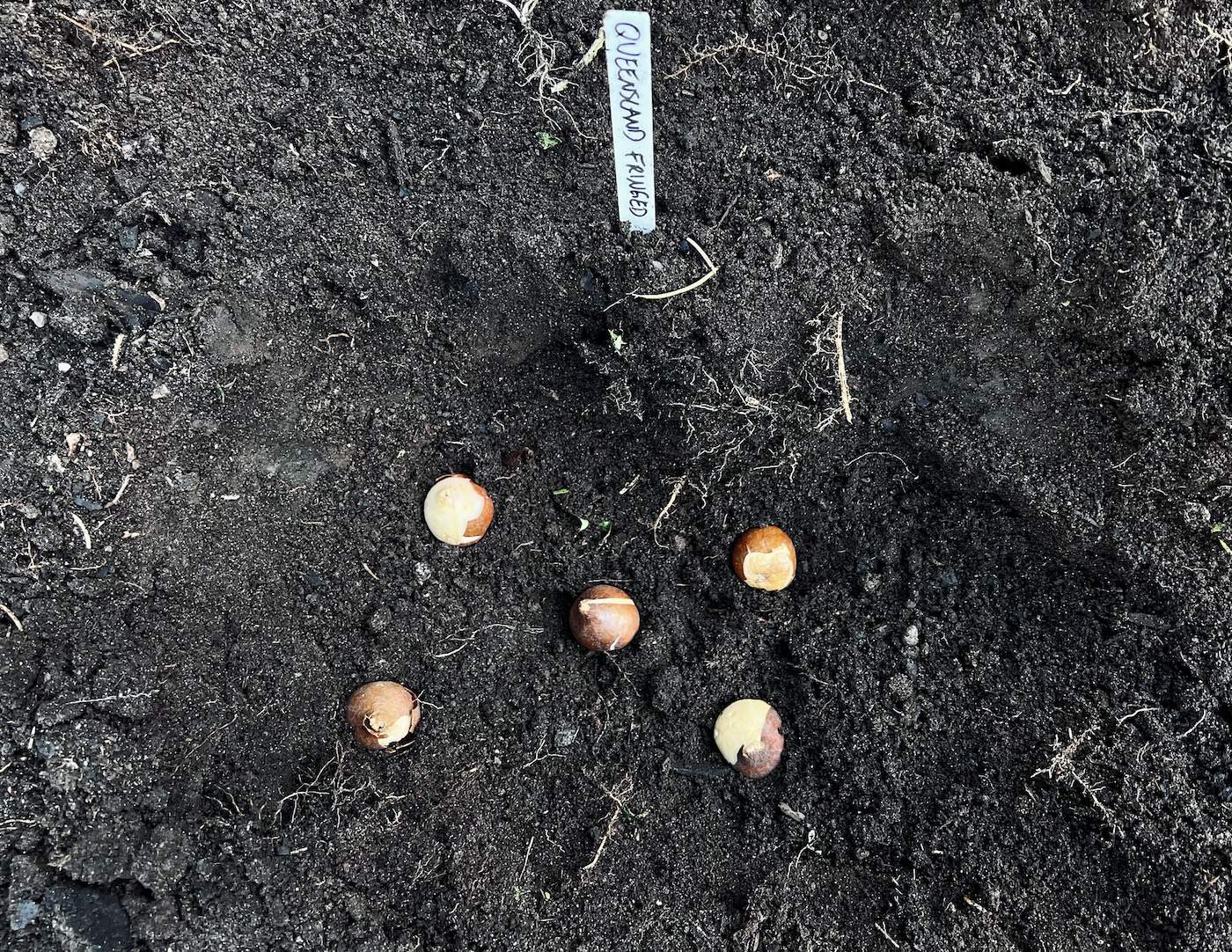 Planting tulip bulbs 🌷 🍃 Tips for a vibrant spring garden