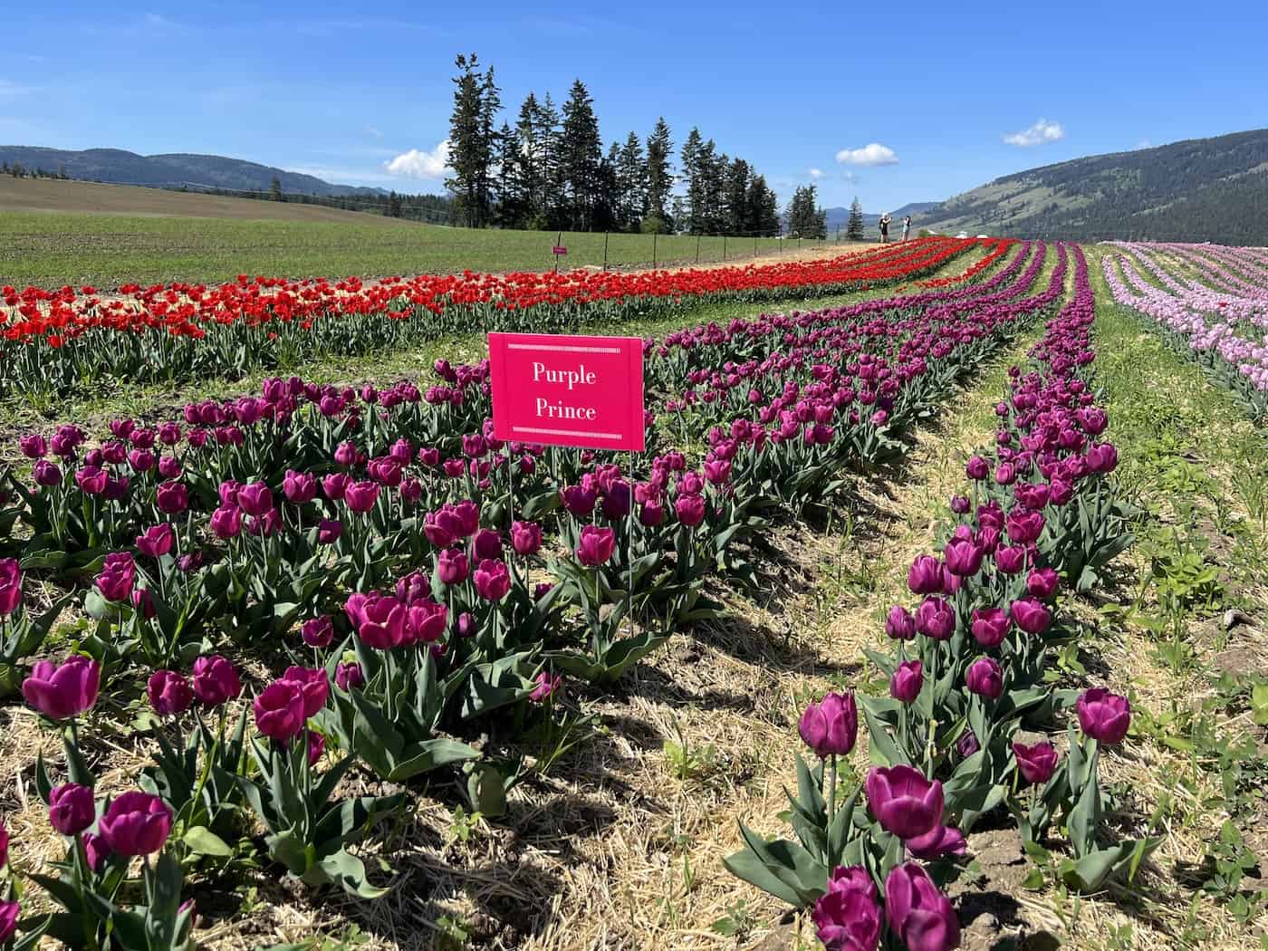 18 purple tulips 💜 🌷 BEST varieties for gardens and bouquets!