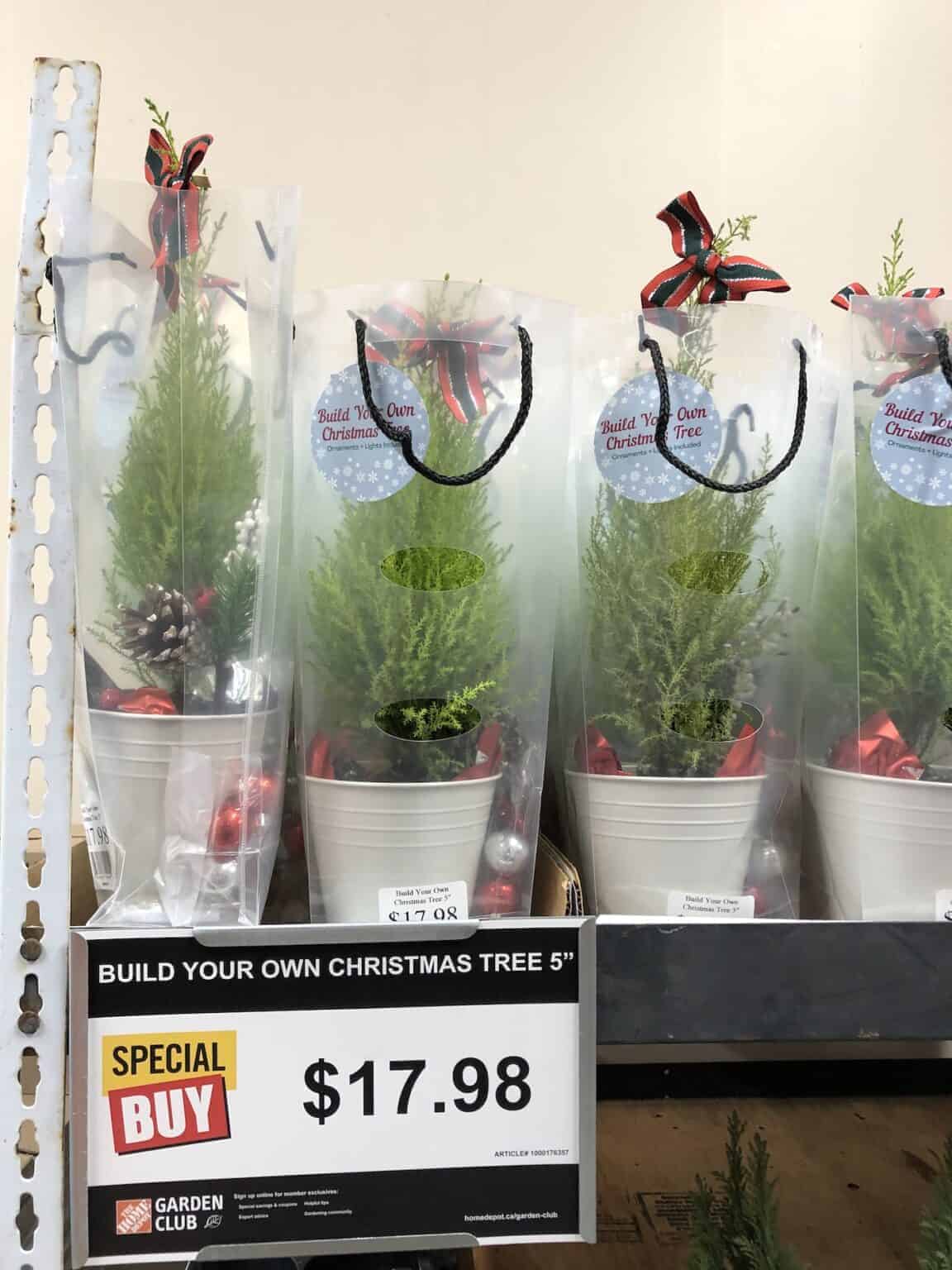 21 Christmas plants ???? ???? Dive into a world of festive flora and joy!