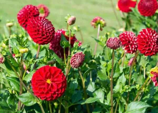 19 red dahlia varieties 🌺 🌟 Dive into a world full of vibrant blooms!