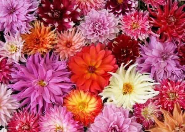25 dahlia varieties to adore 💐 🌟 A comprehensive guide to these ...