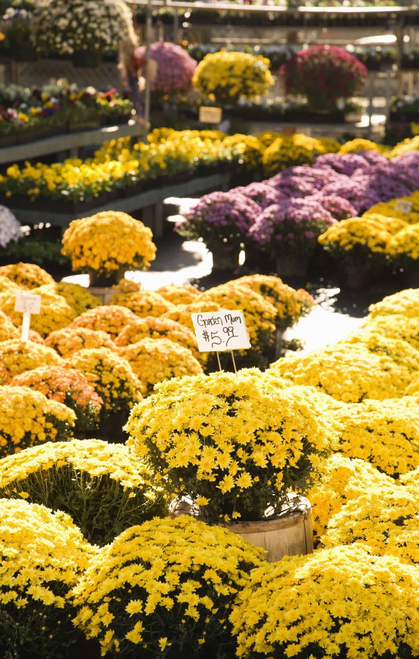 Celebrating the season with fall mums 🍂🌼 Learn how to care for these ...