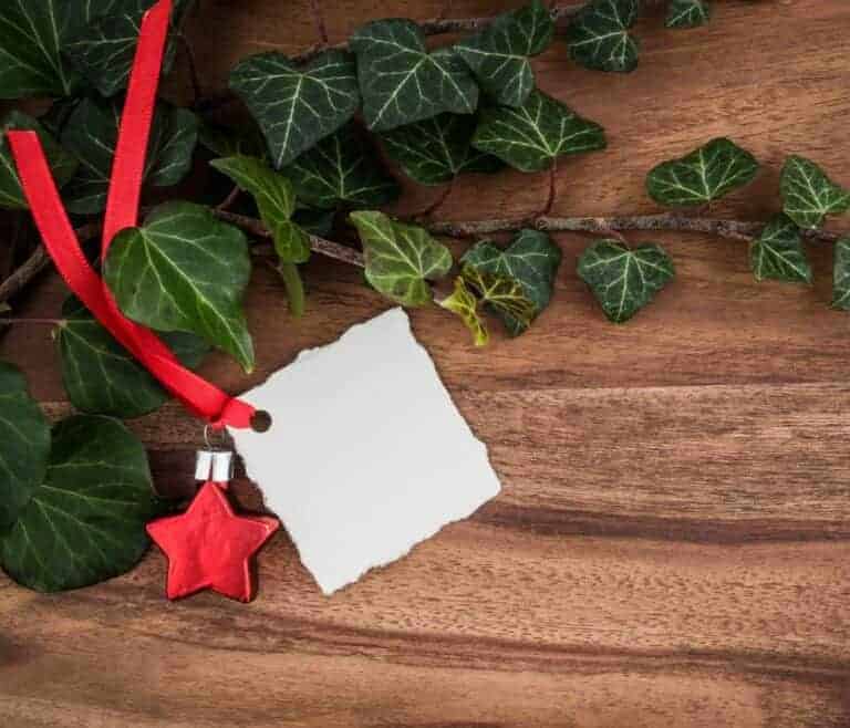 21 Christmas plants ???? ???? Dive into a world of festive flora and joy!