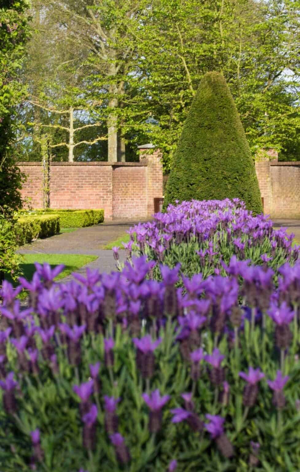 Lavender hedge 🌸 🌿 A fragrant and beautiful addition to your landscape