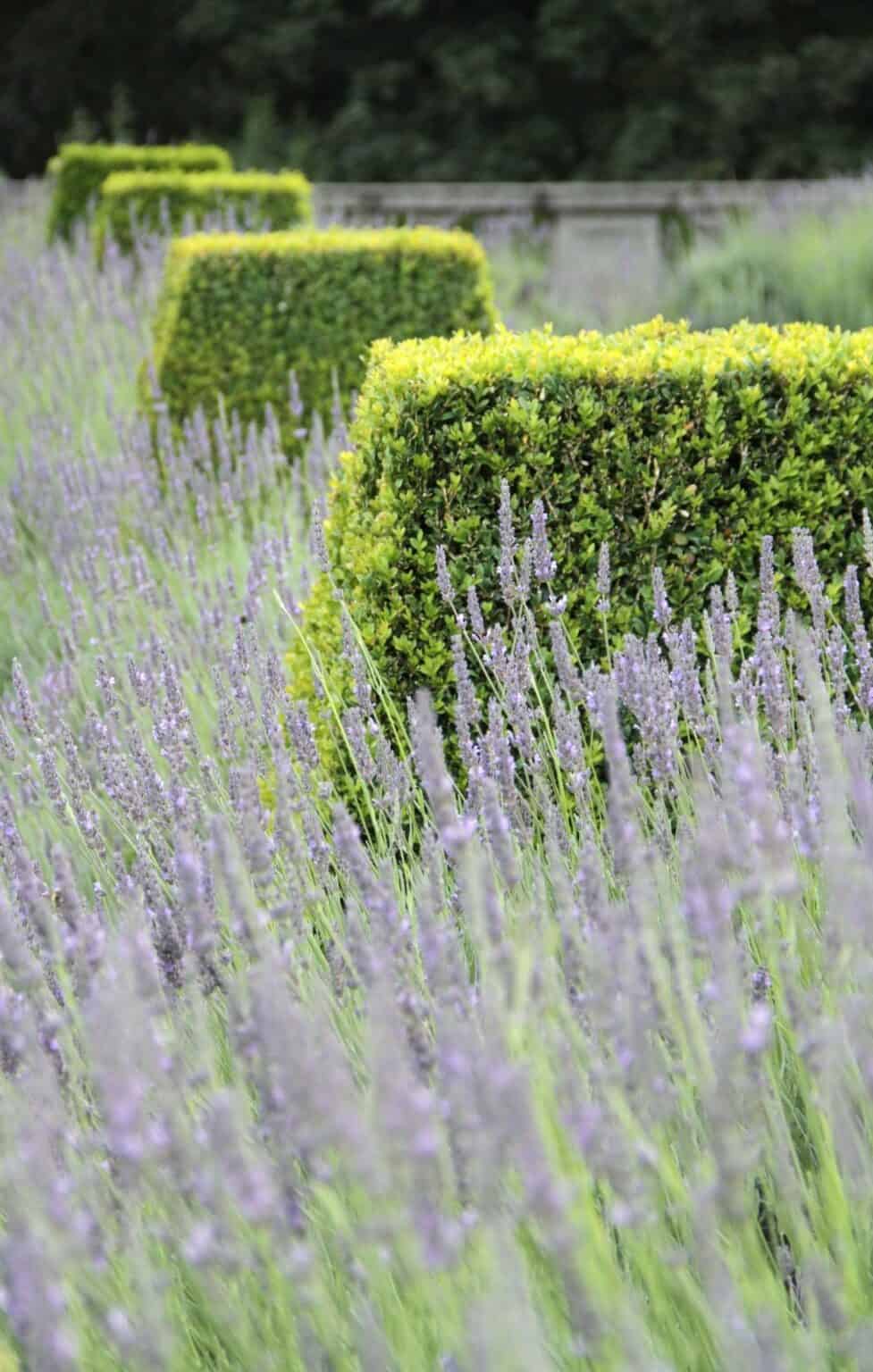 Lavender hedge 🌸 🌿 A fragrant and beautiful addition to your landscape