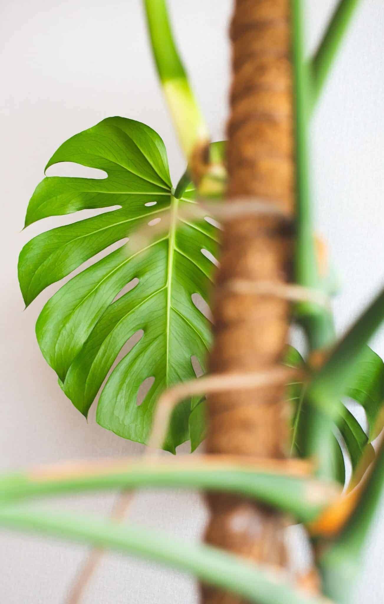 Moss pole essentials for climbing plants 🌱 💡 Learn the benefits and ...