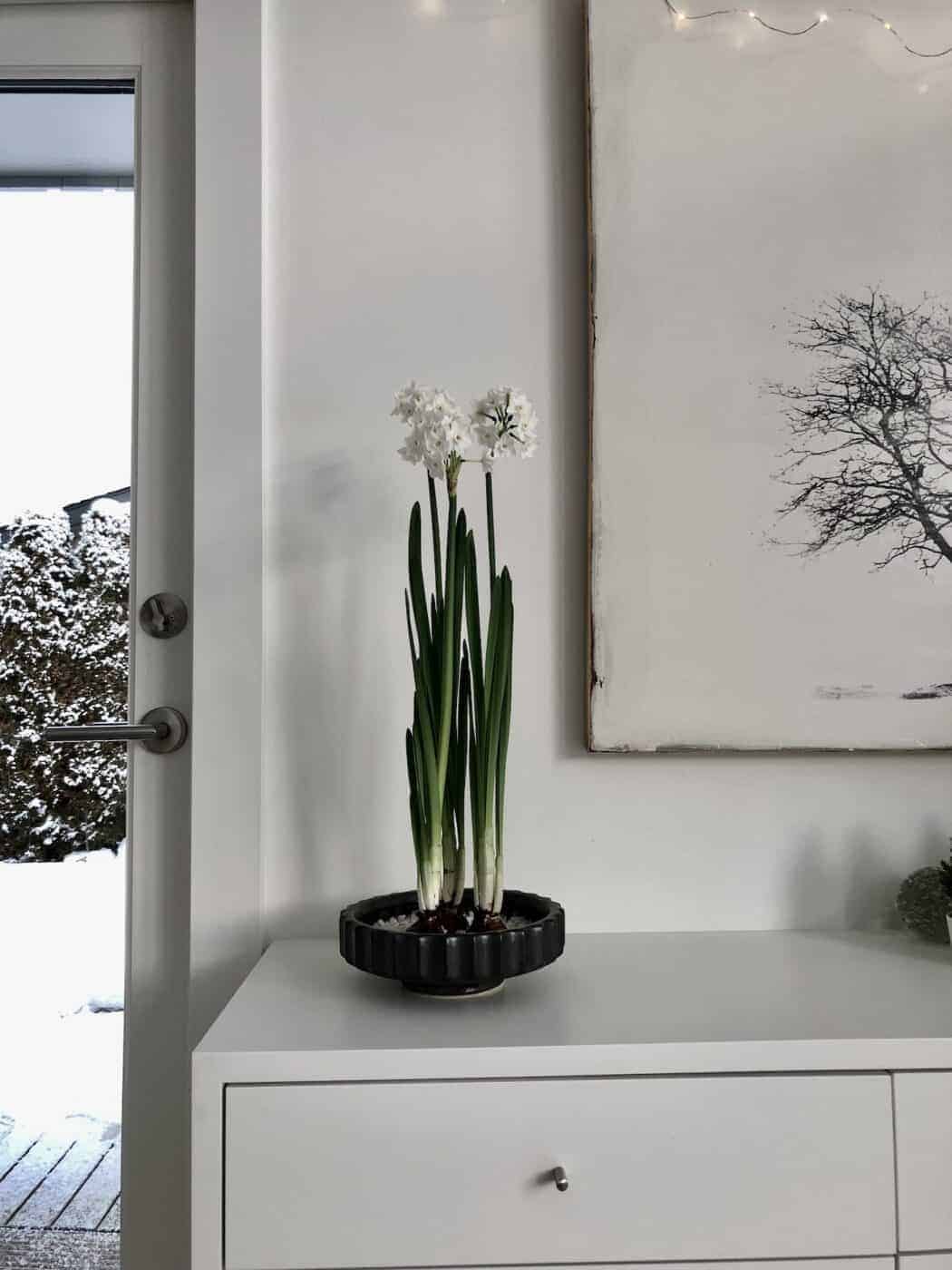 Mastering paperwhites care 🌿💡 Uncover tips for thriving blooms!